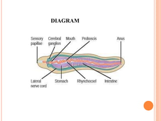 Phylum Nemertea | PPTX