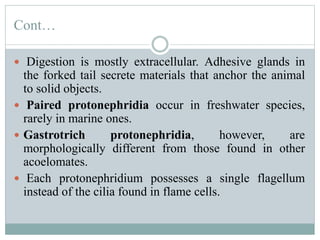 Phylum Gastrotricha | PPTX