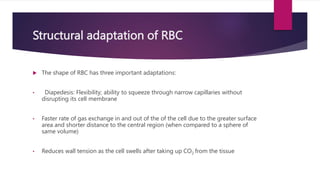 Week6 RBC:an explanation on the process of RBC formation | PPTX