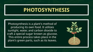 Week 7 - q1 9 science Flow of Energy.pptx