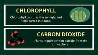 Week 7 - q1 9 science Flow of Energy.pptx
