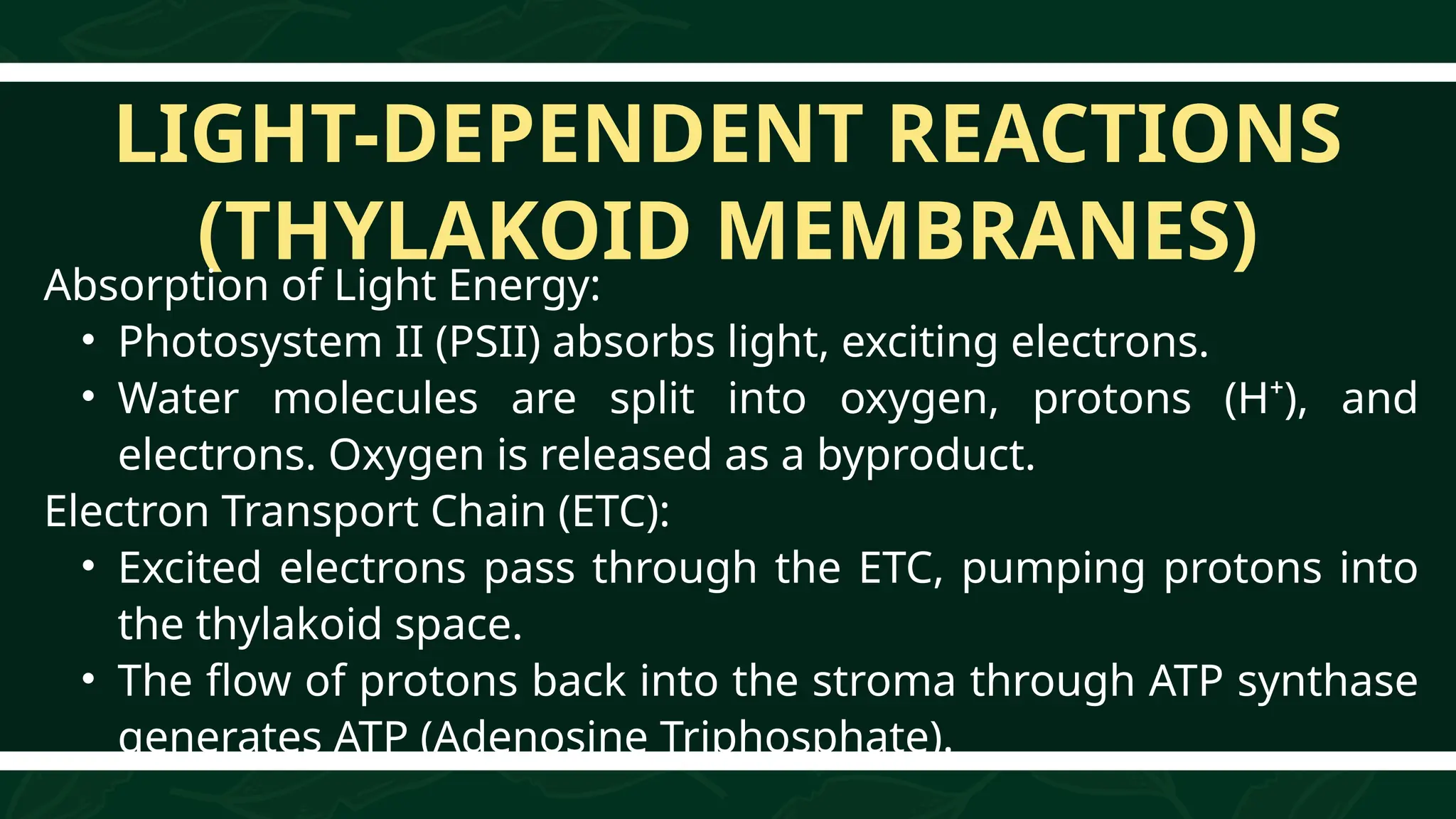 Week 7 - 9 science q1 Flow of Energy.pptx