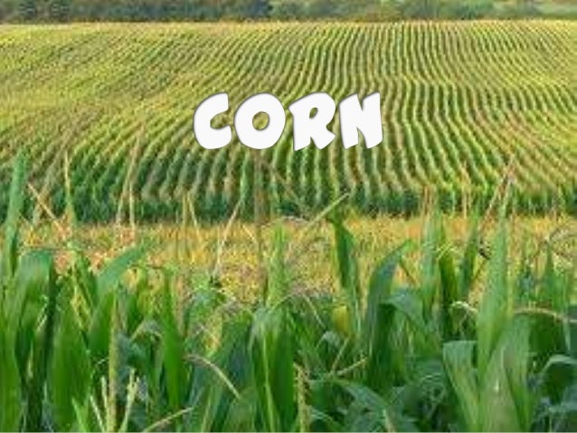 Week 7 Commodity Crops and CAFOs