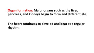 Week 7 embryo development .pptx
