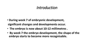 Week 7 embryo development .pptx