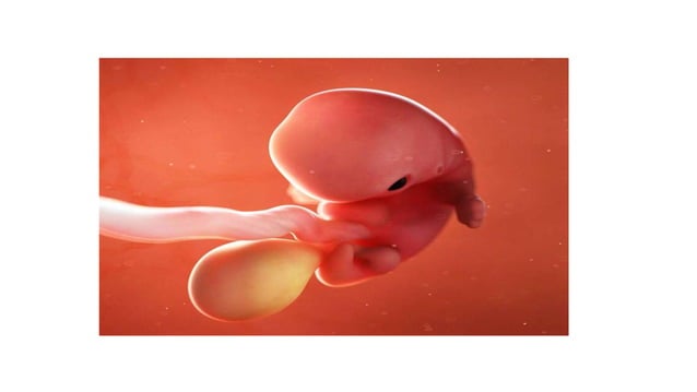 Week 7 embryo development .pptx