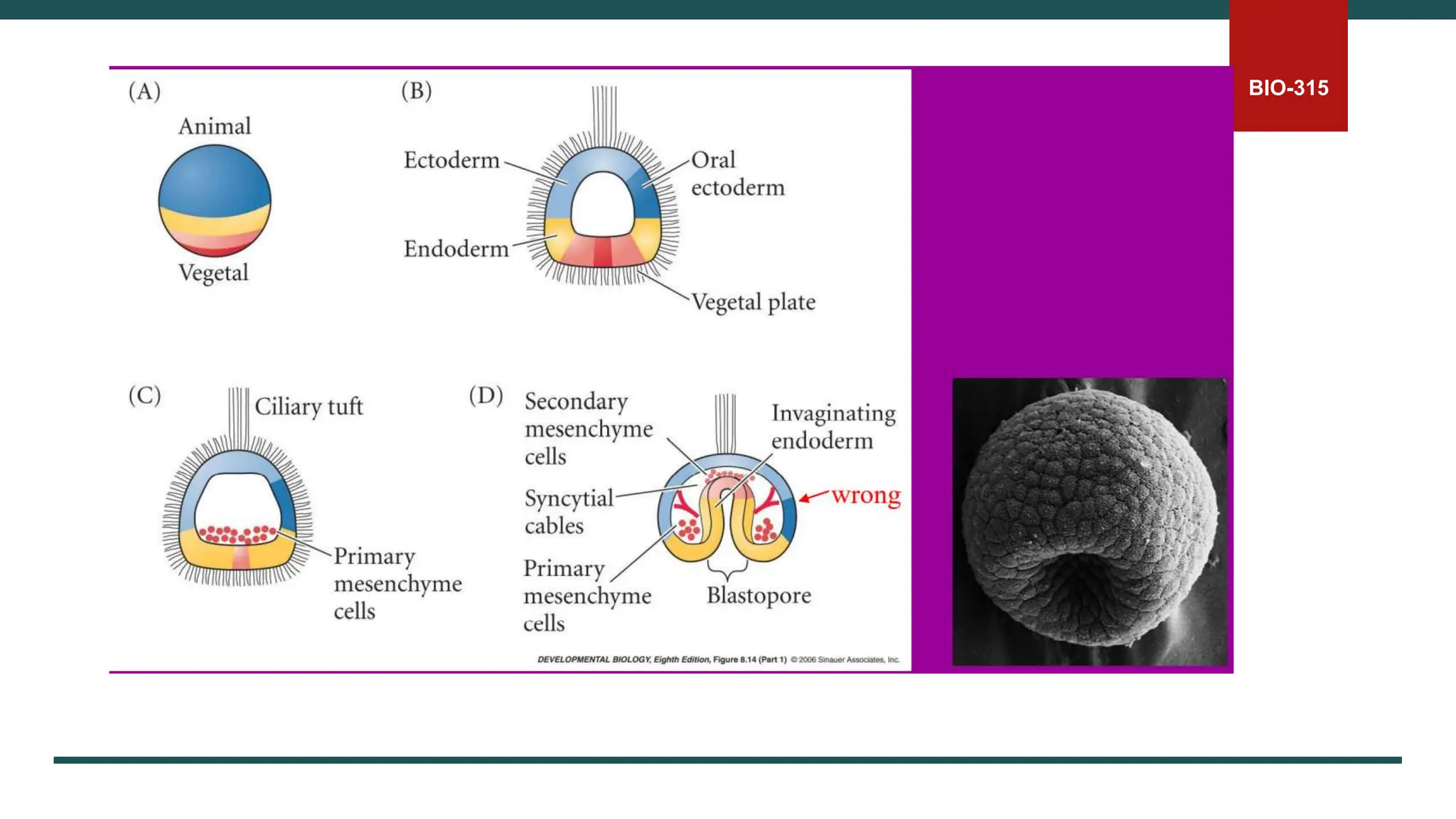 week 7,Lec 01 & 02_Blastula formation & Fate maps.pptx