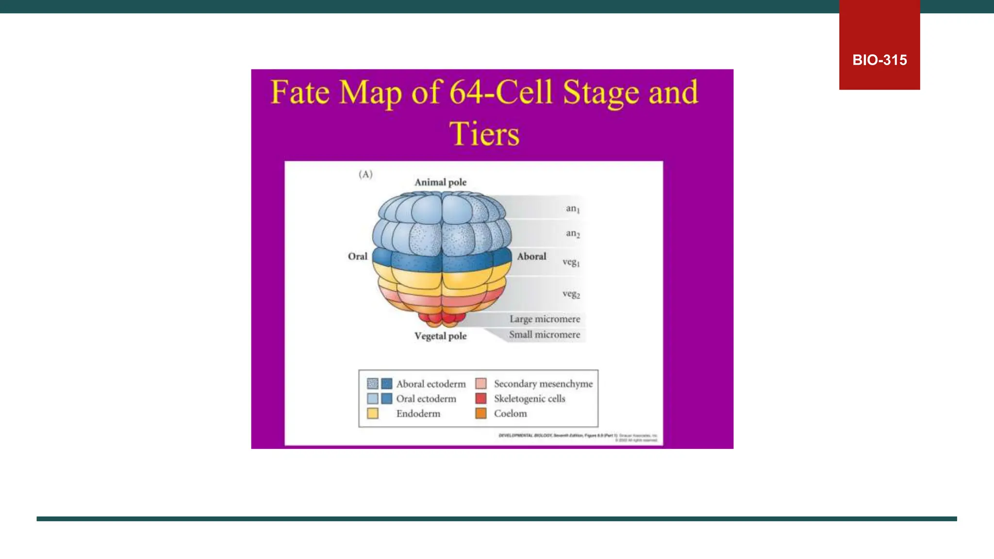week 7,Lec 01 & 02_Blastula formation & Fate maps.pptx