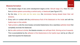 week 7,Lec 01 & 02_Blastula formation & Fate maps.pptx