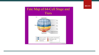 week 7,Lec 01 & 02_Blastula formation & Fate maps.pptx