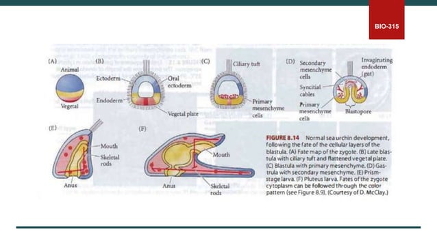 week 7,Lec 01 & 02_Blastula formation & Fate maps.pptx