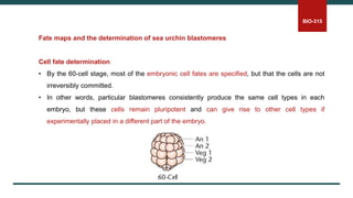week 7,Lec 01 & 02_Blastula formation & Fate maps.pptx