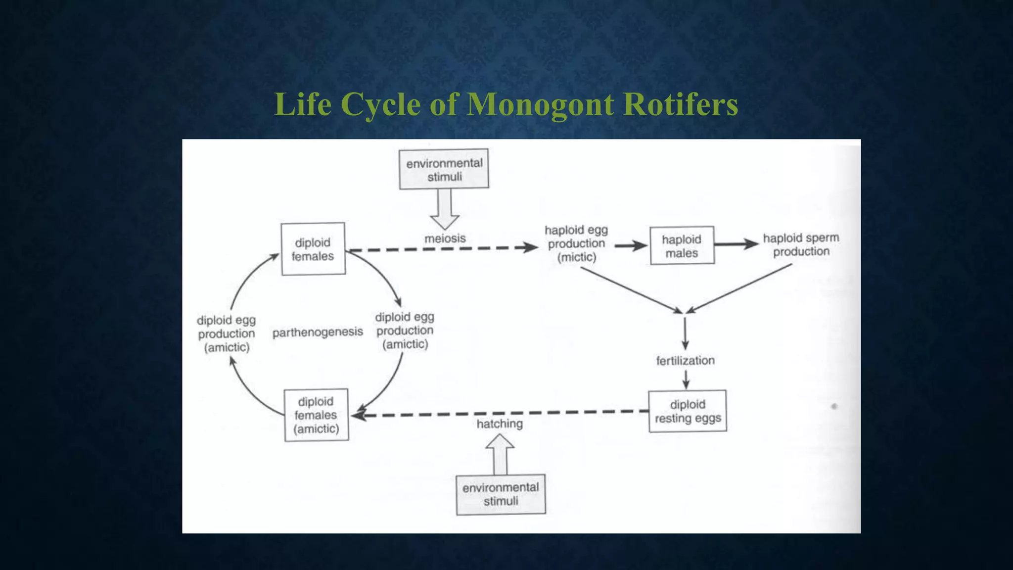 PHYLUM ROTIFERA | PPTX