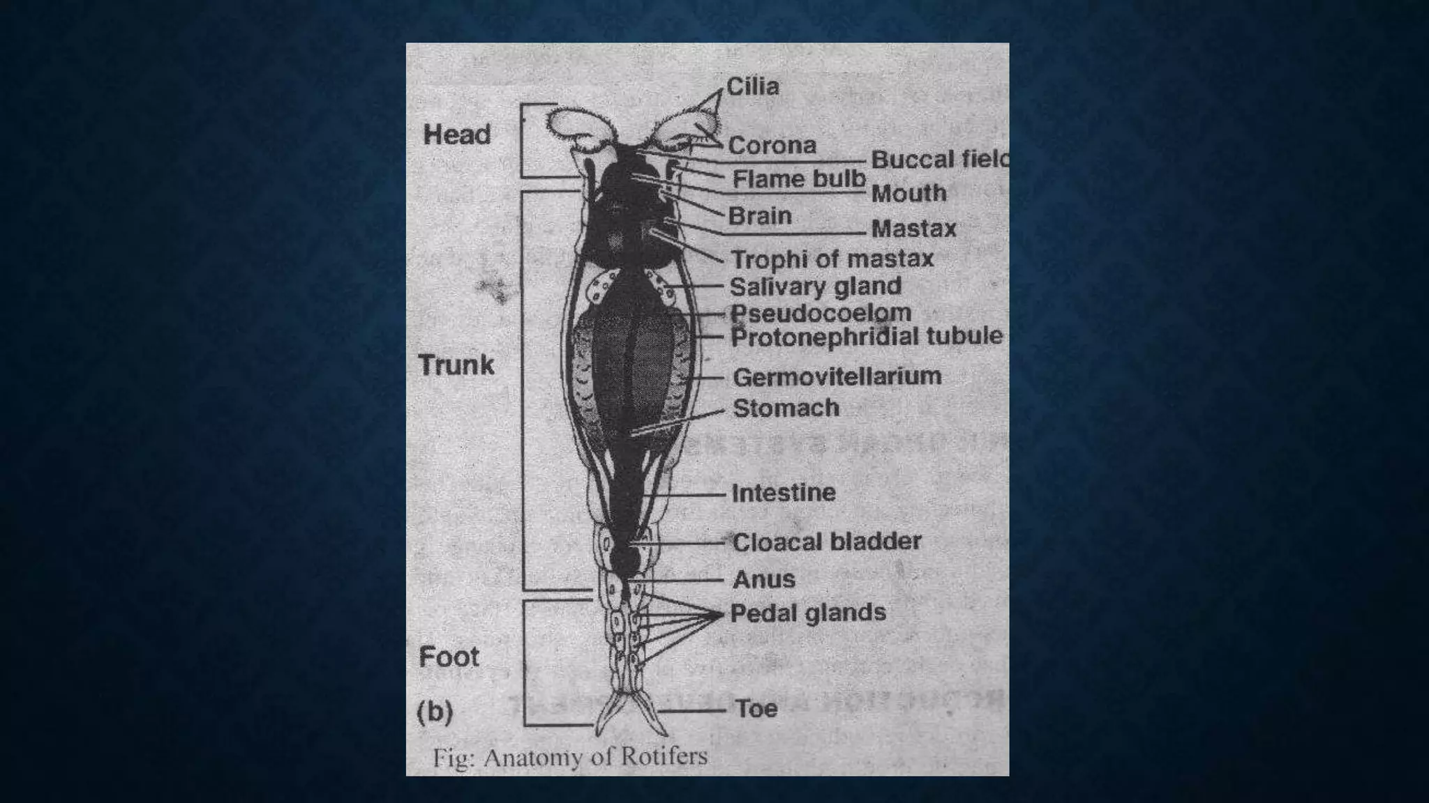 PHYLUM ROTIFERA | PPTX