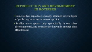 PHYLUM ROTIFERA | PPTX