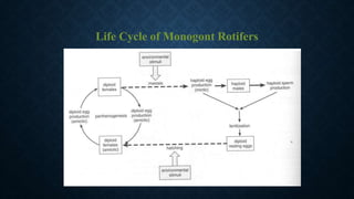 PHYLUM ROTIFERA | PPTX