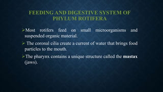 PHYLUM ROTIFERA | PPTX