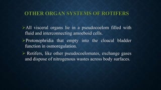 PHYLUM ROTIFERA | PPTX