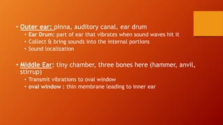 AUDITION and its components and sensory organs.pptx | Ear, Nose and ...