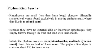 Phylum nematoda & phylum kinorhyncha | PPTX