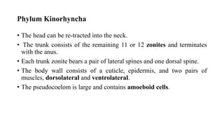Phylum nematoda & phylum kinorhyncha | PPTX