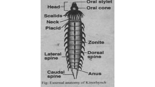 Phylum nematoda & phylum kinorhyncha | PPT