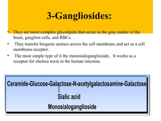 lipid clinical importance sdk 2013 | PPT