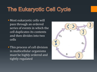 molecular mechanisms in cell division | PPTX