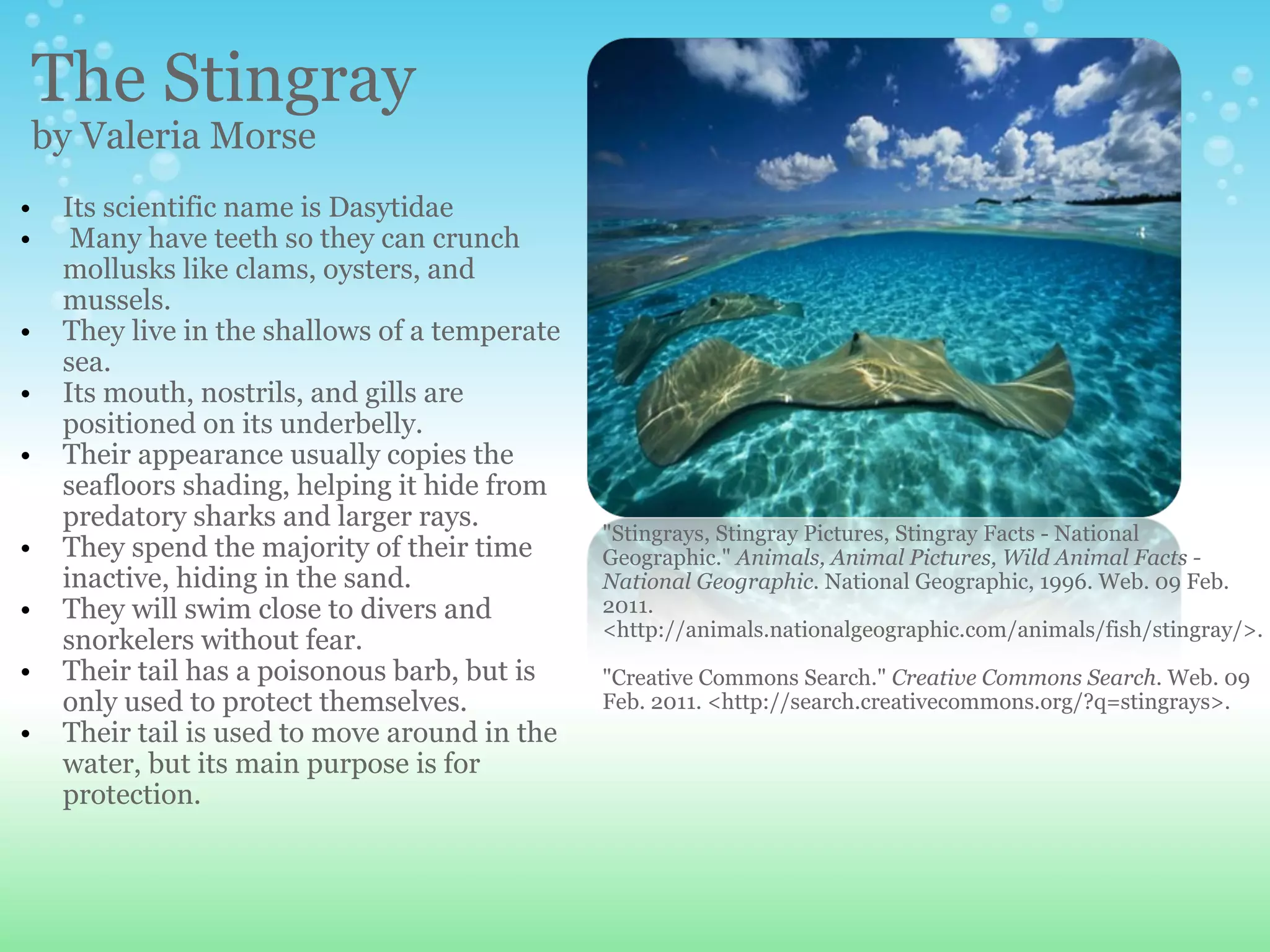Sea Creatures Presentation | PPT