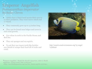 Sea Creatures Presentation | PPT