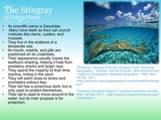 Creatures of the Sea Presentation | PPT