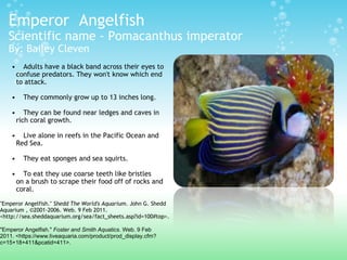 Creatures of the Sea Presentation | PPT