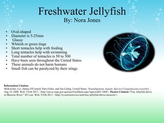 Week 8 sea_creatures_presentation | PPT
