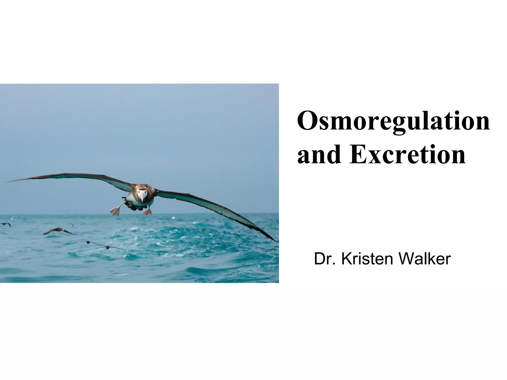 Osmoregulation | PPT