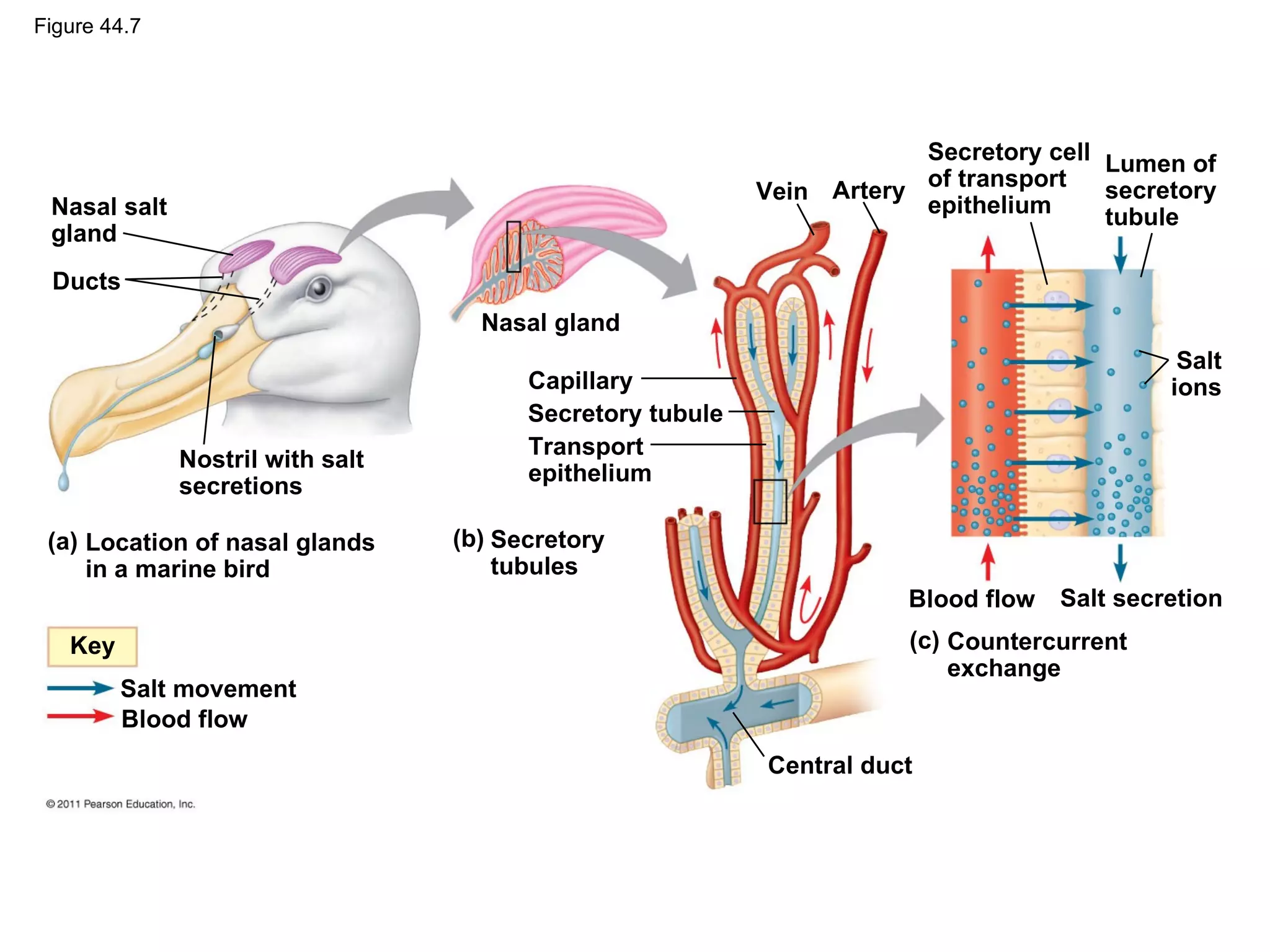 Osmoregulation | PPT