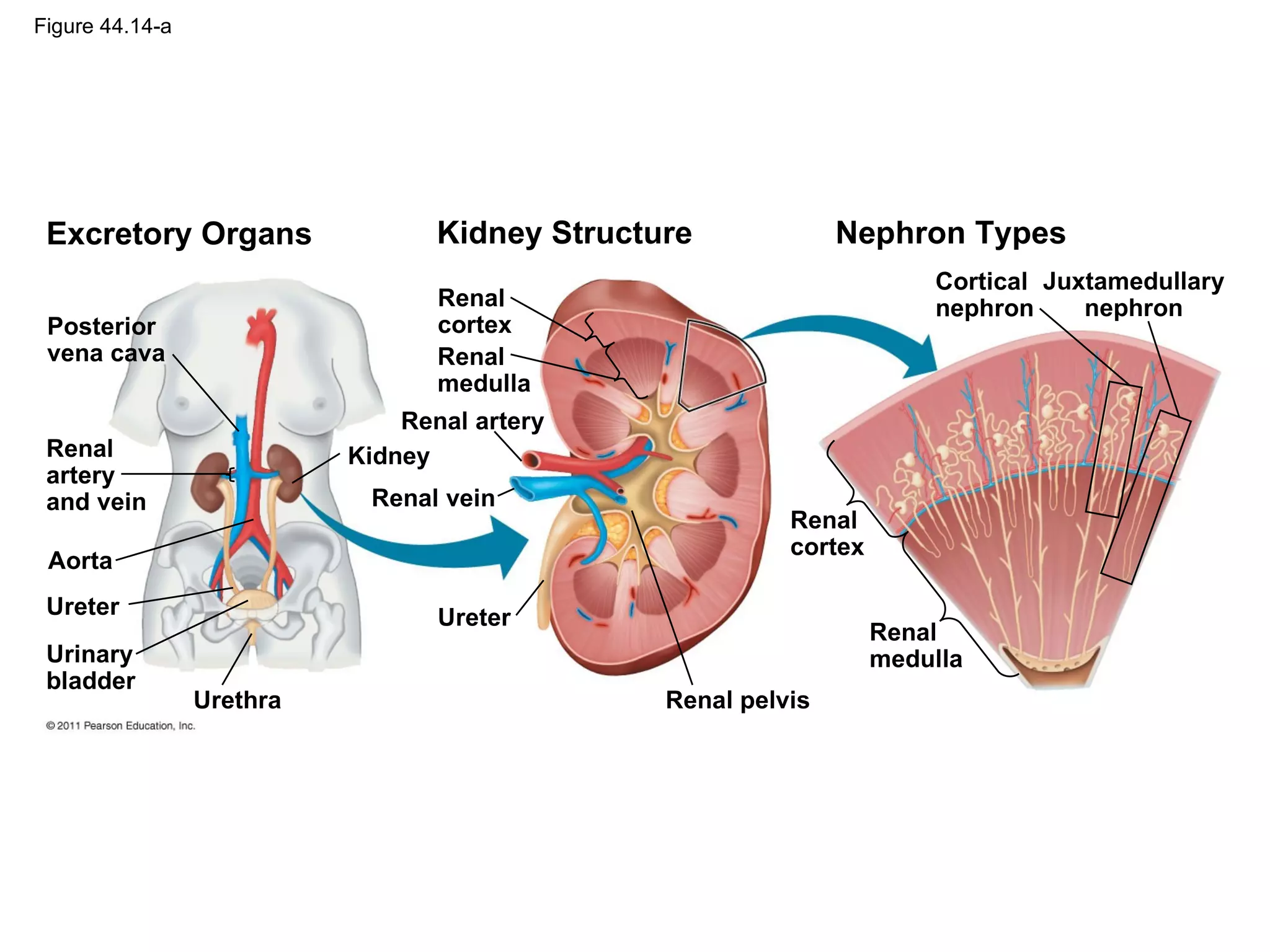 Osmoregulation | PPT