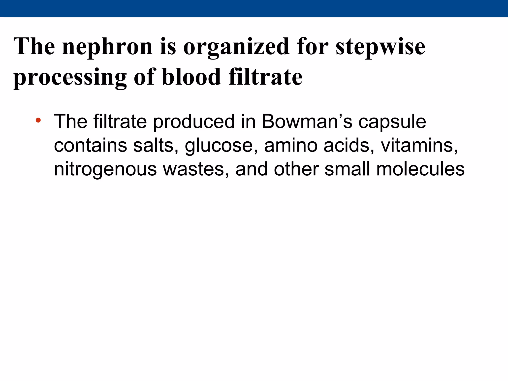 Osmoregulation | PPT