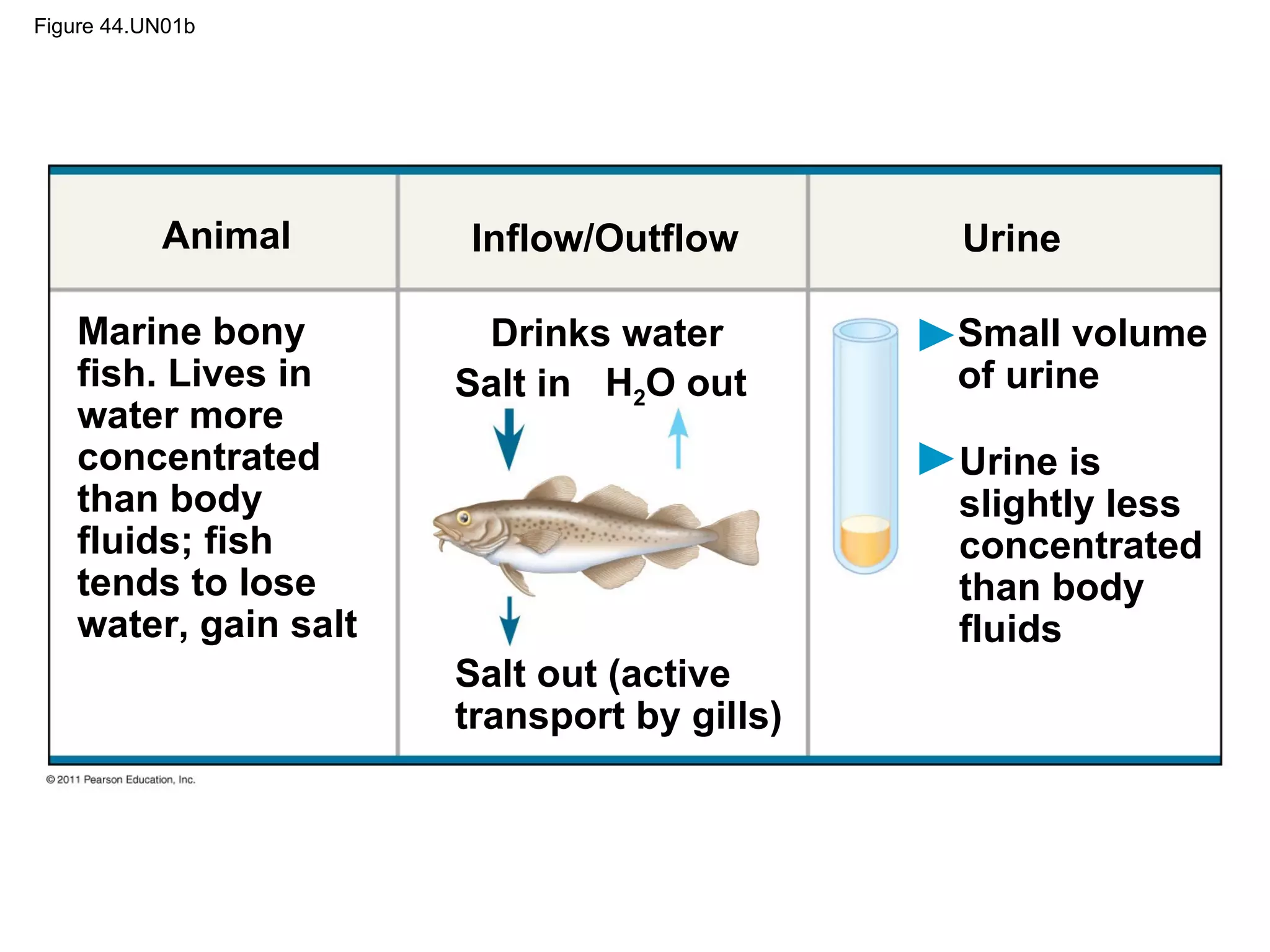 Osmoregulation | PPT