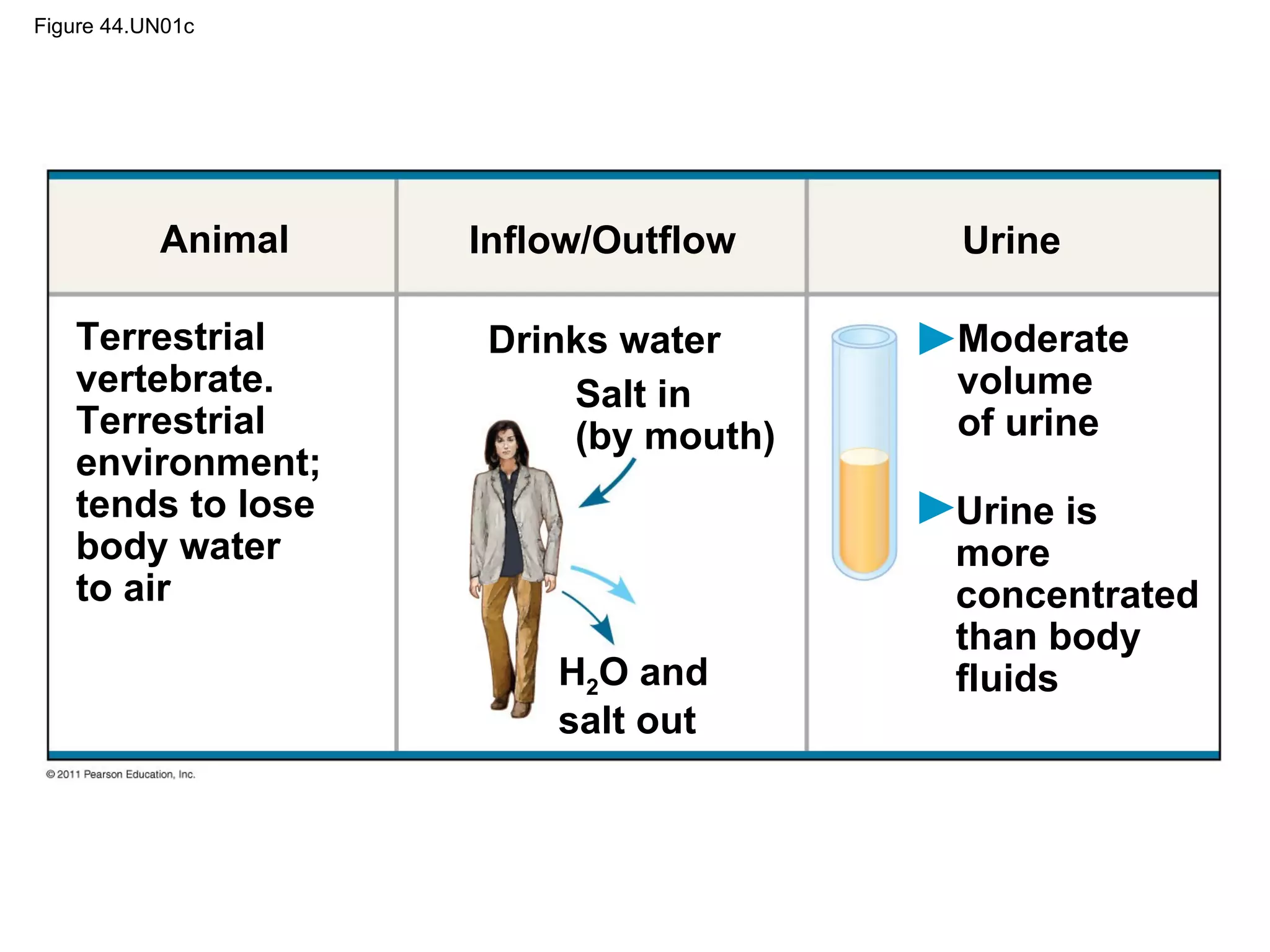 Osmoregulation | PPT