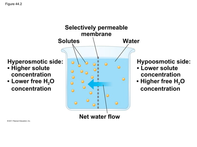 Osmoregulation | PPT