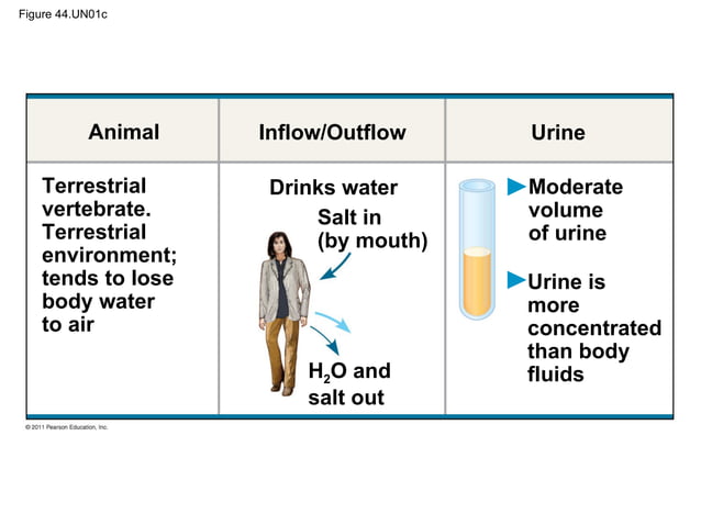 Osmoregulation | PPT