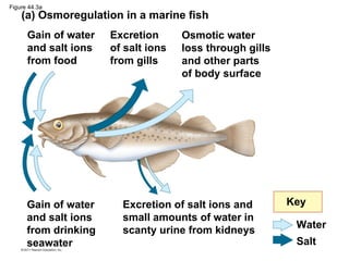 Osmoregulation | PPT
