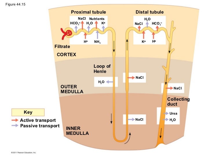 Question regarding the kidney. : r/Mcat