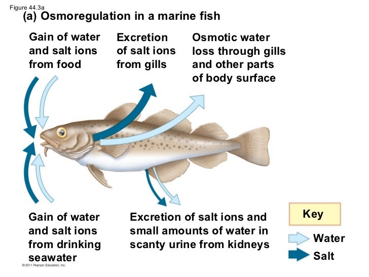 Osmoregulation