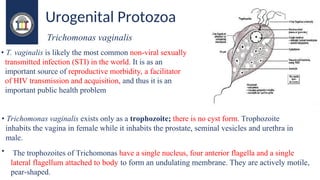 Week 9 (Intestinal & Urogenital Protozoa).ppt