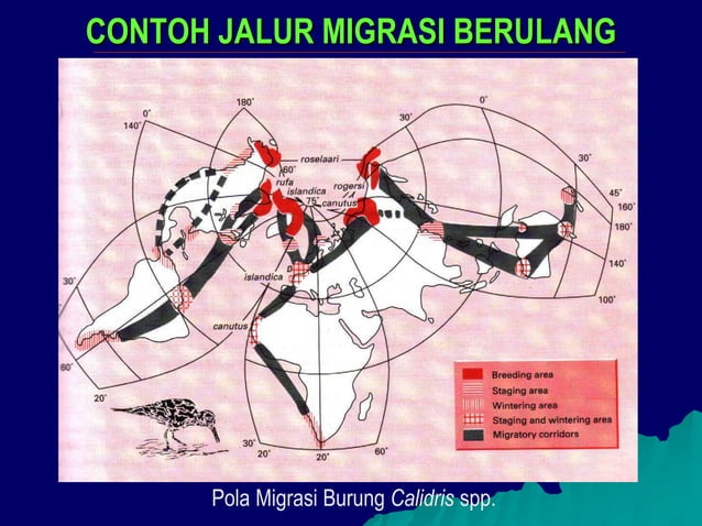 Week9 pertumbuhan populasi | PPTX