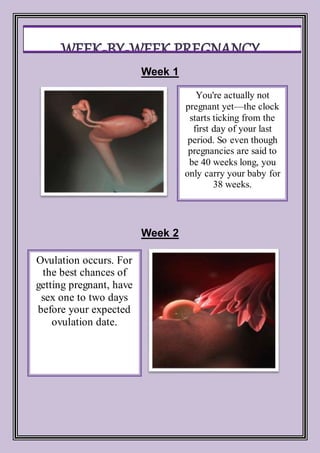 Week by week pregnancy | DOCX