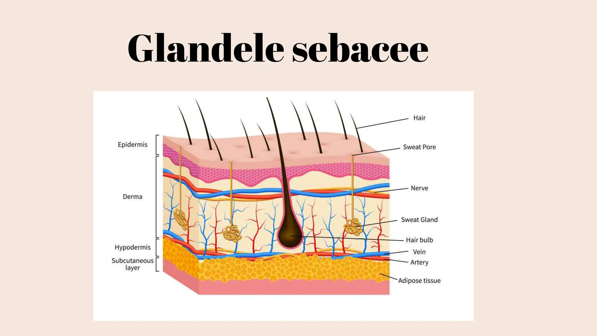 Sistemul excretor la om, biologie clasa 11 | PDF
