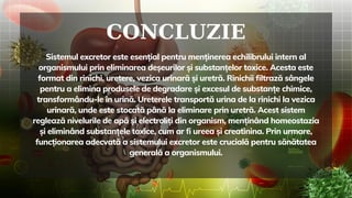 Sistemul excretor la om, biologie clasa 11 | PDF