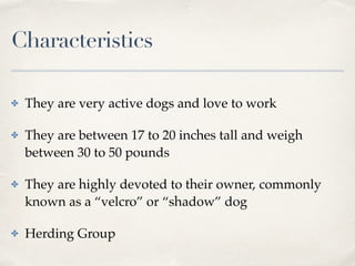 Week One: Dogs | PDF